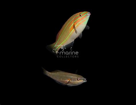 Three Lined Rainbow Wrasse Pair Saltwater Fish Shop Marine