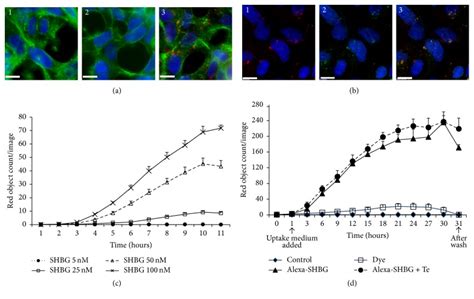 Sex Hormone Binding Globulin Modifies Testosterone Action And