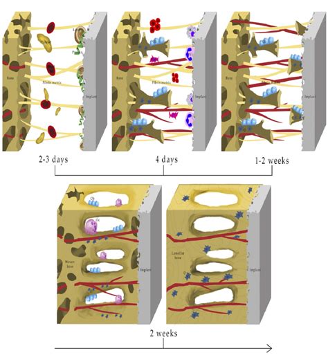 Interaction Between Biomaterials And Cells Download Scientific Diagram