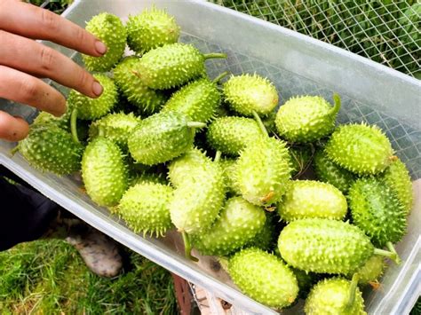 West Indian Burr Gherkin Seeds Certified Organic Garden Hoard