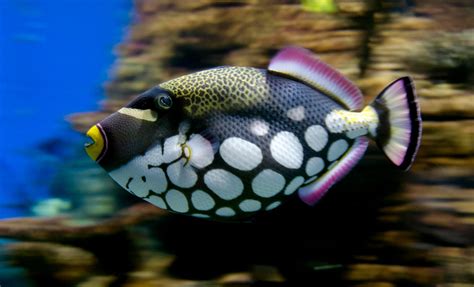 Triggerfish The Grumpiest Fish In The Ocean Ocean Info