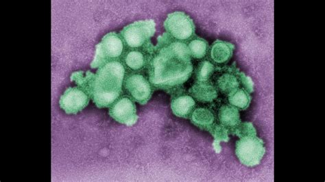 Researchers Use Frog Mucus To Fight The Flu Fox 2