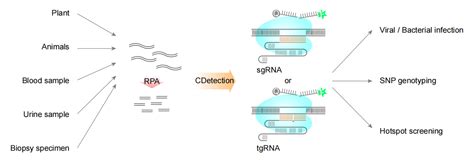 Cdetection 技术科研试剂二代测序试剂crispr技术迅识生物科技有限公司