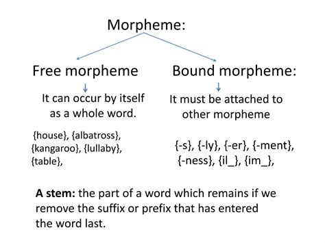 Morphology Ppt