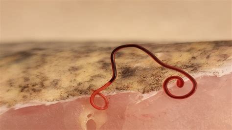 Invasive Parasite Found In Murray Cod Trout Cod Across New South Wales