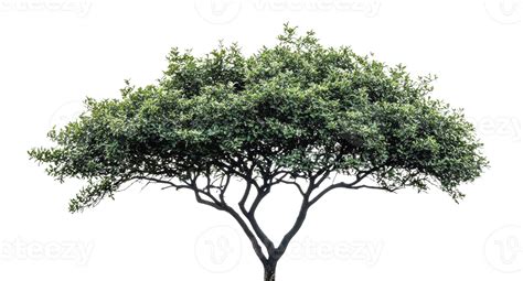 Green Tree With Smooth Branches And Lush Leaf Canopy 58045579 Png