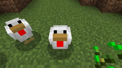 Minecraft Chicken Block Breeding Guide Xvyp