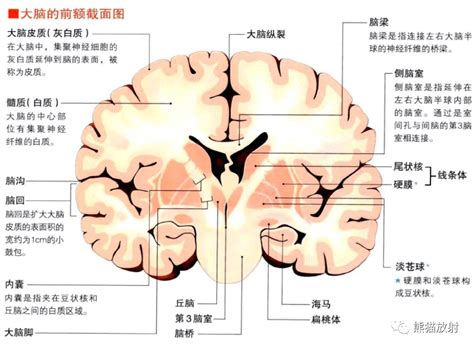 大脑解剖3d示意图 千图网