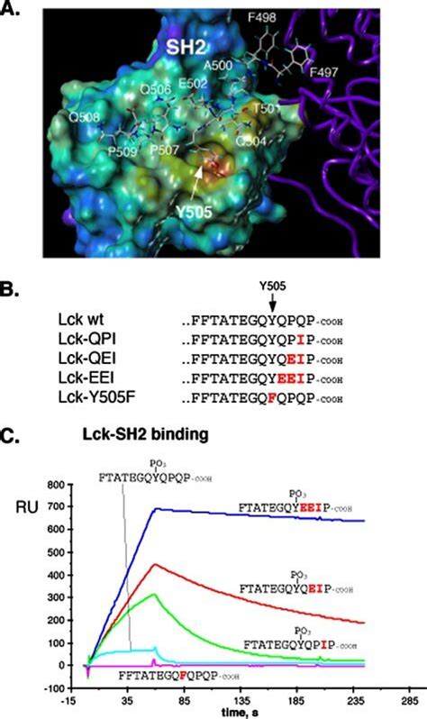 Binding Of The C Terminus Of Lck To The Sh2 Domain Of Lck A Structure
