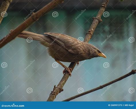 Jungle Warblers Are Gregarious Birds Calling All Other Birds For Food 11 Stock Image Image Of