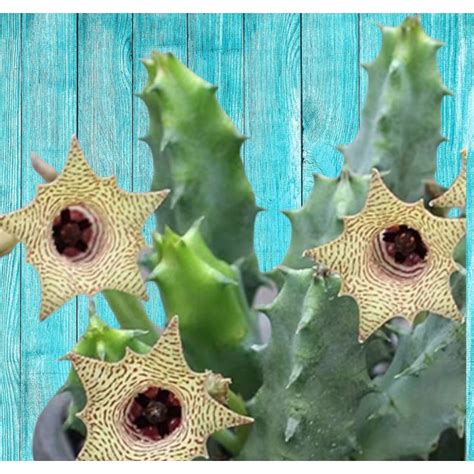 🌟huernia Thuretti 🌟龙蚕角🌟imported Asclepiadaceae Shopee Malaysia
