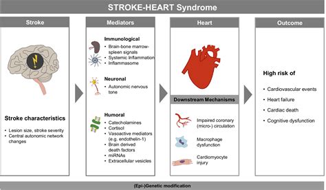 Stroke Heart Syndrome Recent Advances And Challenges Journal Of The