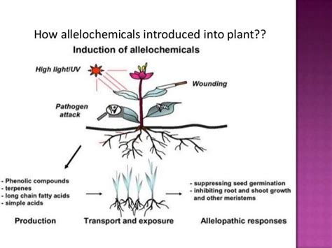 Allelopathy