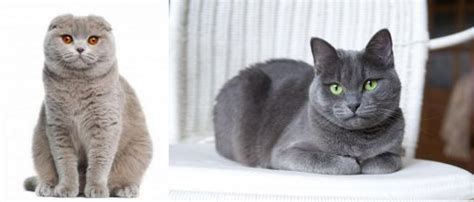 Scottish Fold Vs Russian Blue Breed Comparison Mycatbreeds