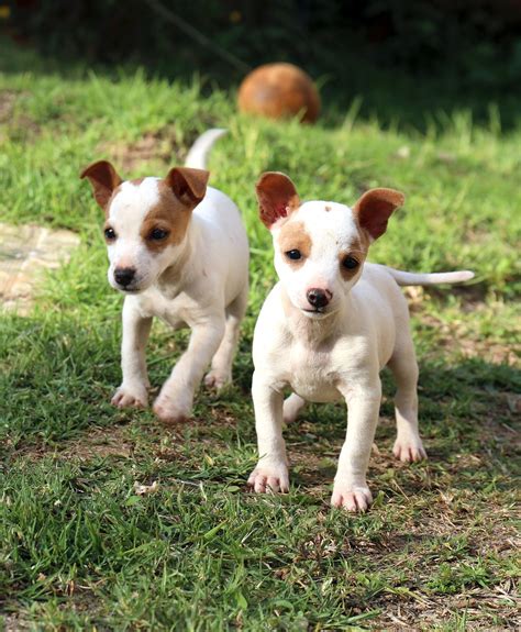 小狗 杰克罗素 Pixabay上的免费照片 Pixabay