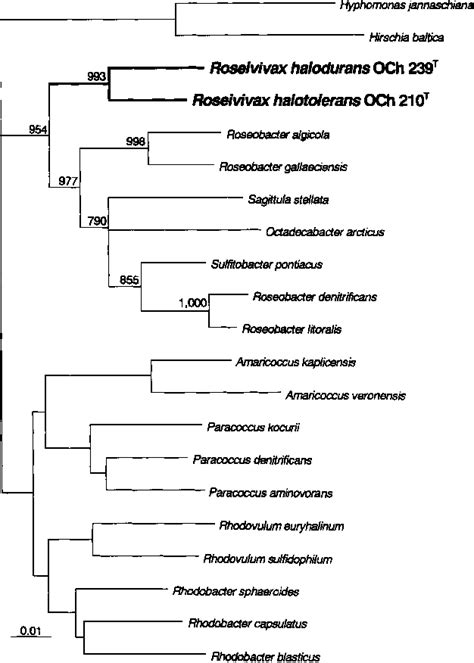 Bacillus Halodurans Semantic Scholar