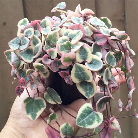 Keepsake Heart Variegated String Of Hearts Plant Plants For Hanging