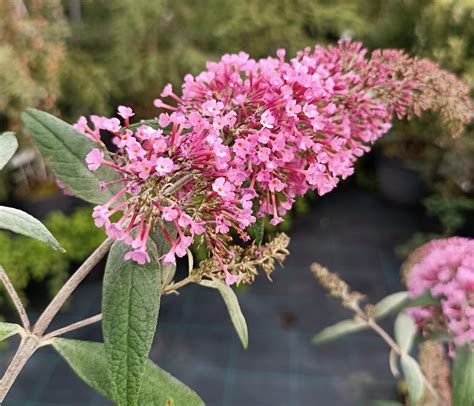 Buddlea Davidii ‘pink Delight‘ Budlėja Davido Laimingų Augalų Medelynas