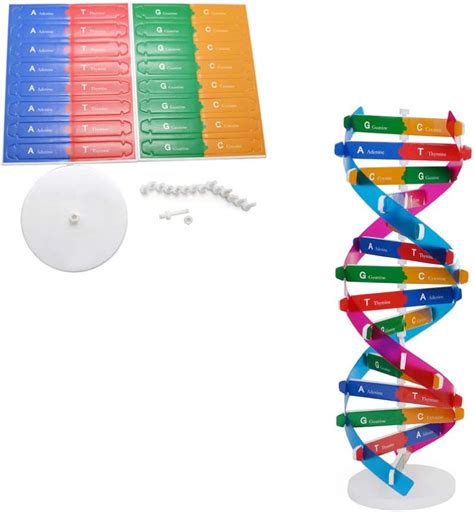 Toddmomy 1pc Dna Double Helix Model Dna Model Decor Dna Display Stand