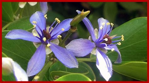 Guayacol Qué Es Y Para Qué Sirve