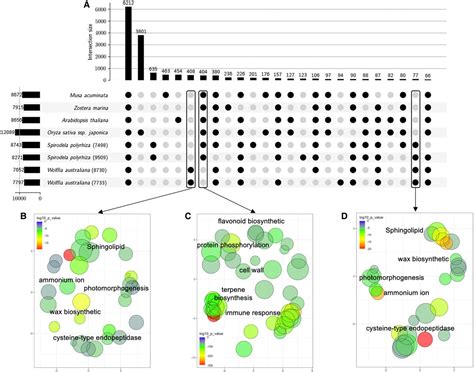 Genome And Time Of Day Transcriptome Of Wolffia Australiana Link Morphological Minimization With