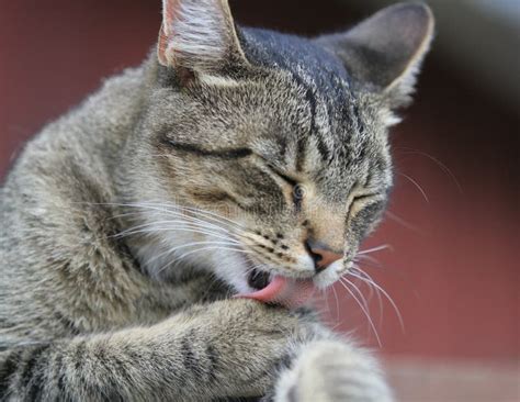 Cat Licking Paw Stock Image Image Of Feline Mouser 34075867