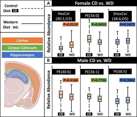 Effects Of Sex And Western Diet On Spatial Lipidomic Profiles For The Hippocampus Cortex And