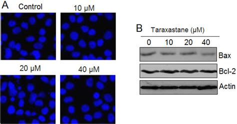 A Dapi Staining Showing The Induction Of Apoptosis In The Human Dotc2 Download Scientific