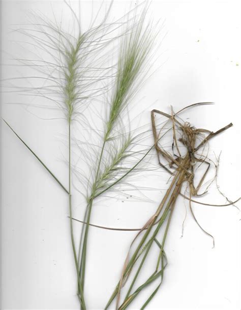 Elymus Elymoides Burke Herbarium Image Collection