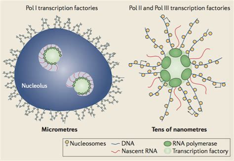 核仁里到底有个啥？ 知乎