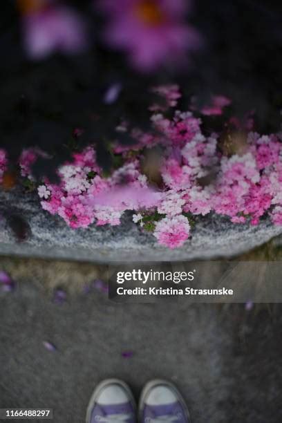 Flowr Photos And Premium High Res Pictures Getty Images