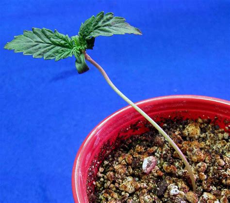 Common Cannabis Seedling Problems And Mistakes Grow Weed Easy