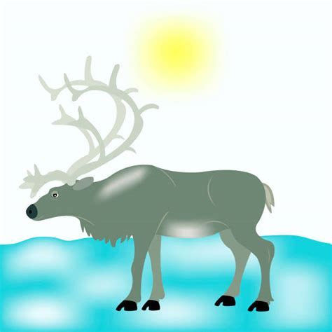 Caribou Tundra Stock Vectors Istock