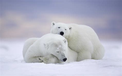 Cute Bear Wallpapers Hd Pixelstalk