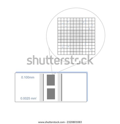 Hemocytometer Over 31 Royalty Free Licensable Stock Illustrations