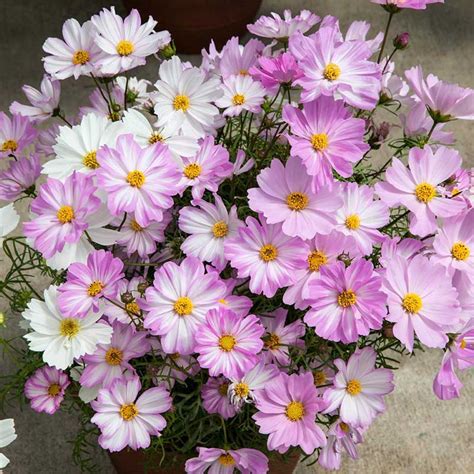 Cosmos Seeds Apollo Lovesong Flower Seeds In Packets And Bulk Eden