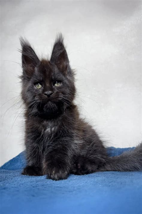 Adopt A Loving Black Maine Coon Kitten Maestro