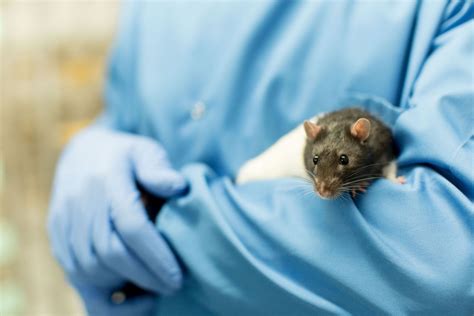 Laboratory Rat Being Held By Animal Technician Wearing Blue Scrubs And