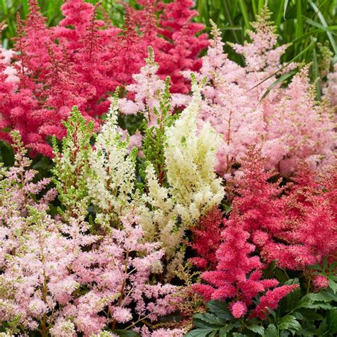 Shop Younique Astilbe Mixture Shade Perennials Brecks