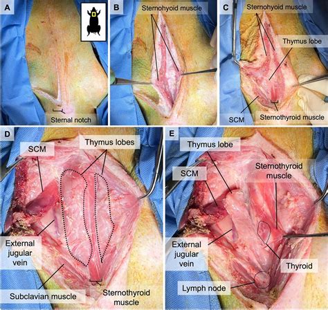 Frontiers Detailed Surgical Description Of Porcine Vascularized
