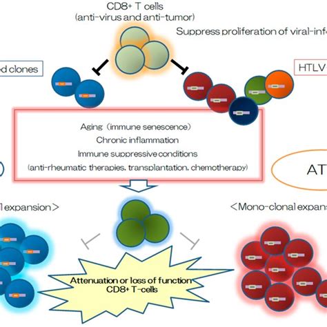 Involvement Of Host Immunity Status In The Pathogenesis Of Download Scientific Diagram
