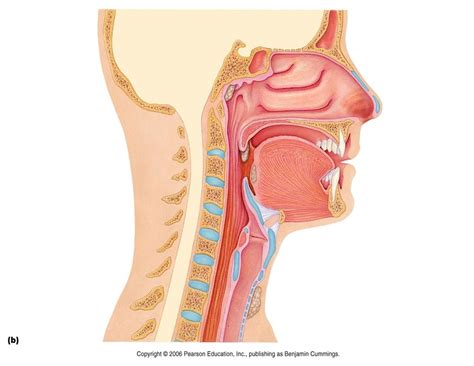 Oropharynx Diagram Unlabeled