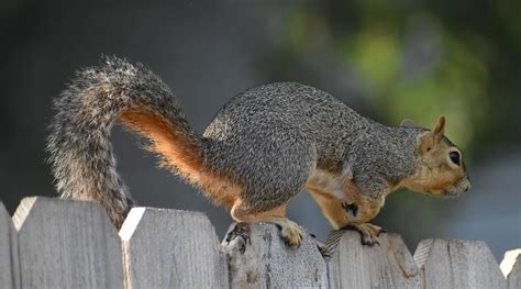 Squirrel Fox Nature Free Photo On Pixabay