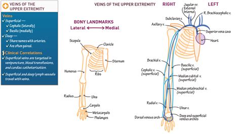 Gross Anatomy Veins Of The Upper Extremity Ditki Medical And Biological Sciences