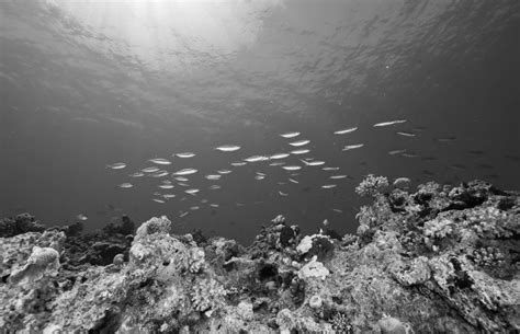 Special Programs Mykonos Vip Services And Concierge