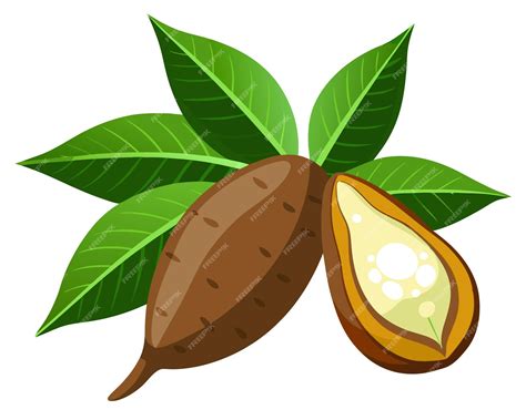 Cassava Vector Illustration Isolated In White Background Premium Ai