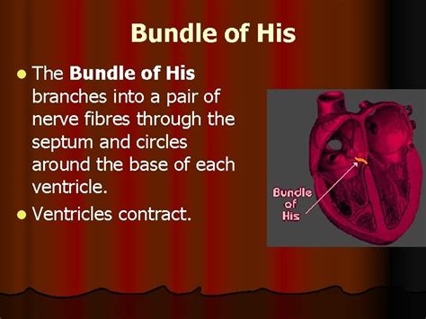The Heart Part 2 Heart Beat Cardiac Cycle