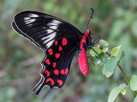 400 Red Butterfly Wallpapers