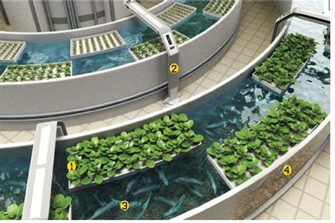 50 Best Aquaponic Setups Images On Pinterest Vegetable Garden
