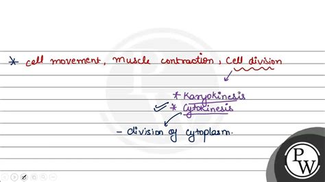 Cytochalasin B Is A Chemical That Disrupts Microfilament Formation